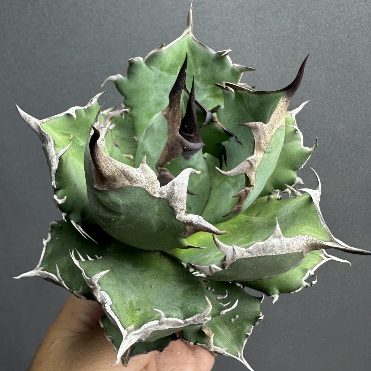 Yahoo!オークション - 【L LONG】M68 特選 アガベ 多肉植物 チタノタ ...