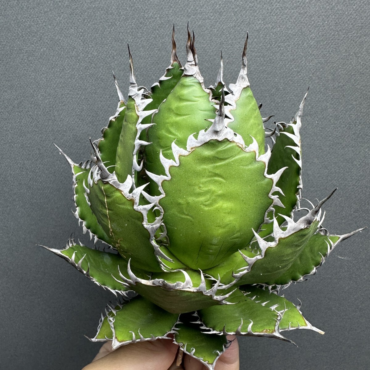 Yahoo!オークション - 【L LONG】E2 特選 アガベ 多肉植物 ホリダ 超強...