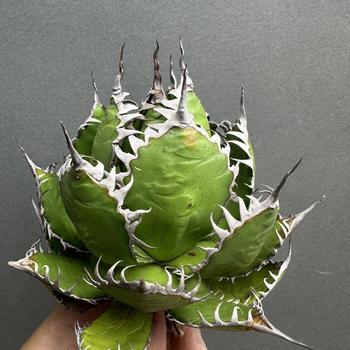 Yahoo!オークション - 【L LONG】D9 特選 アガベ 多肉植物 ホリダ 超強...