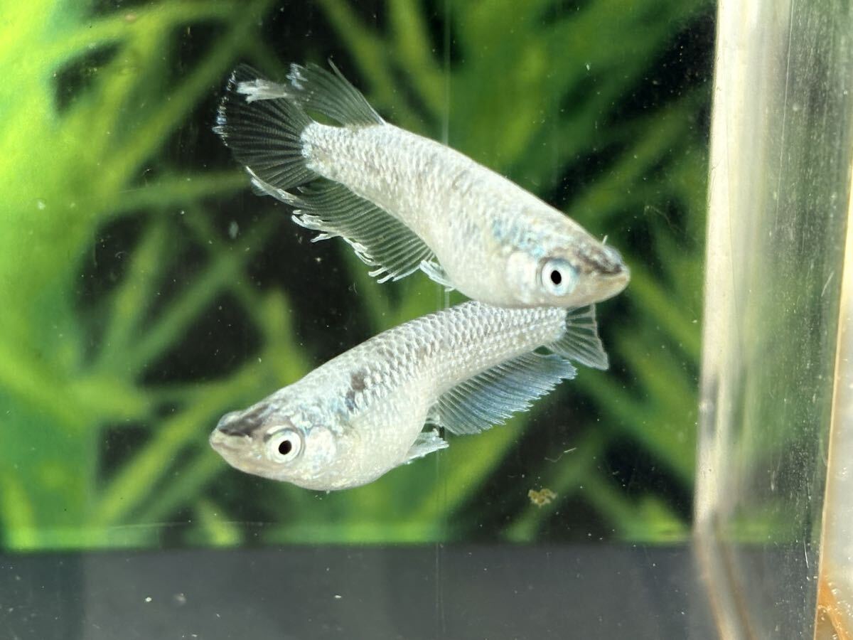 Yahoo!オークション - マーメイドブルー 有精卵10個 めだか メダカ