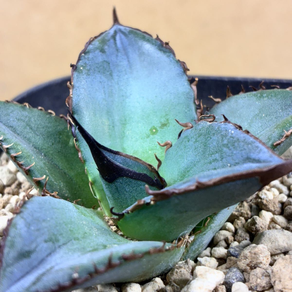 Yahoo!オークション - アガベ チタノタ「ゼウス」独占販売 限定株 短葉...