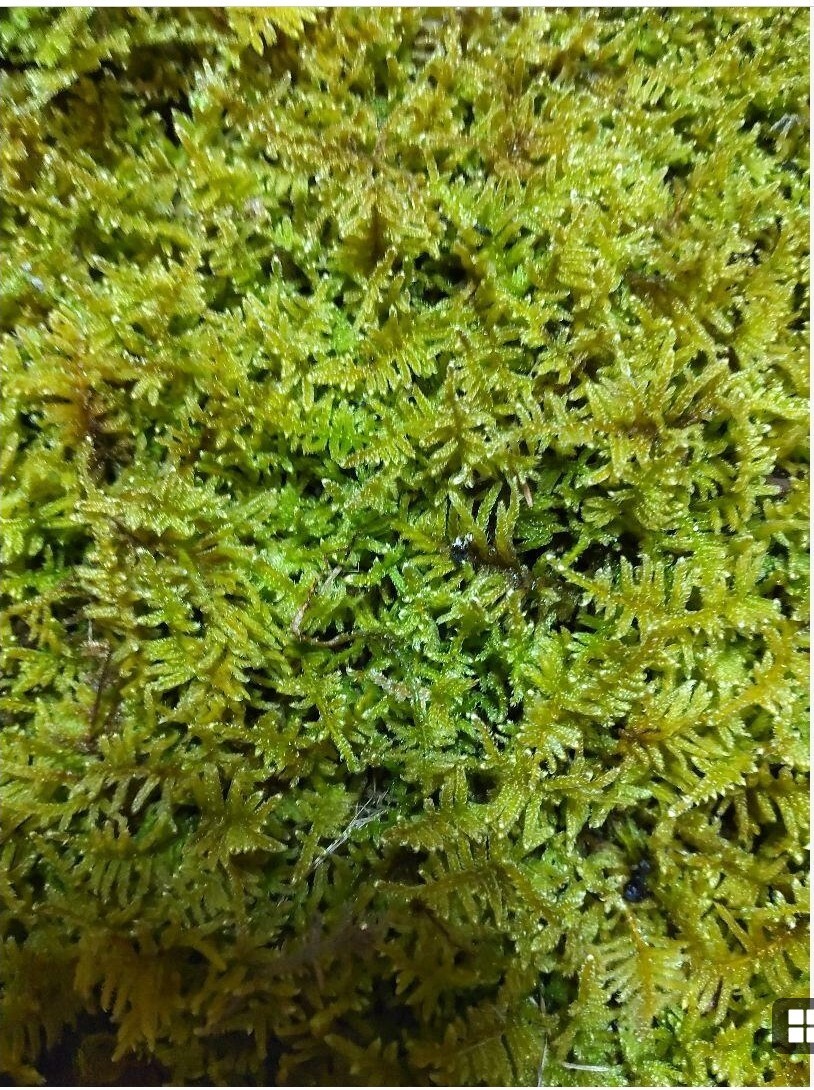 Yahoo!オークション - ハイゴケ 3トレー 岩手県産 天然 無農薬 苔 苔...