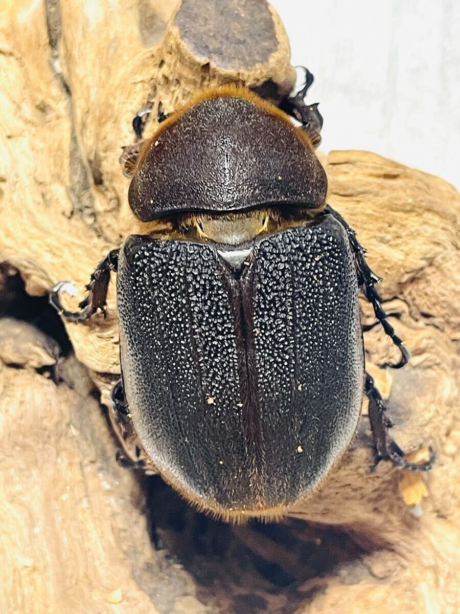 Yahoo!オークション - 【Shu】 ヘラクレスオオカブト ♀75mm (種親♂OA...