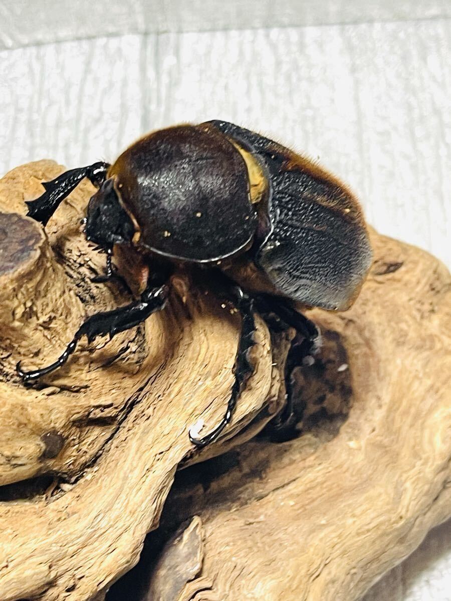 Yahoo!オークション - 【Shu】 ヘラクレスオオカブト ♀75mm (種親♂OA...