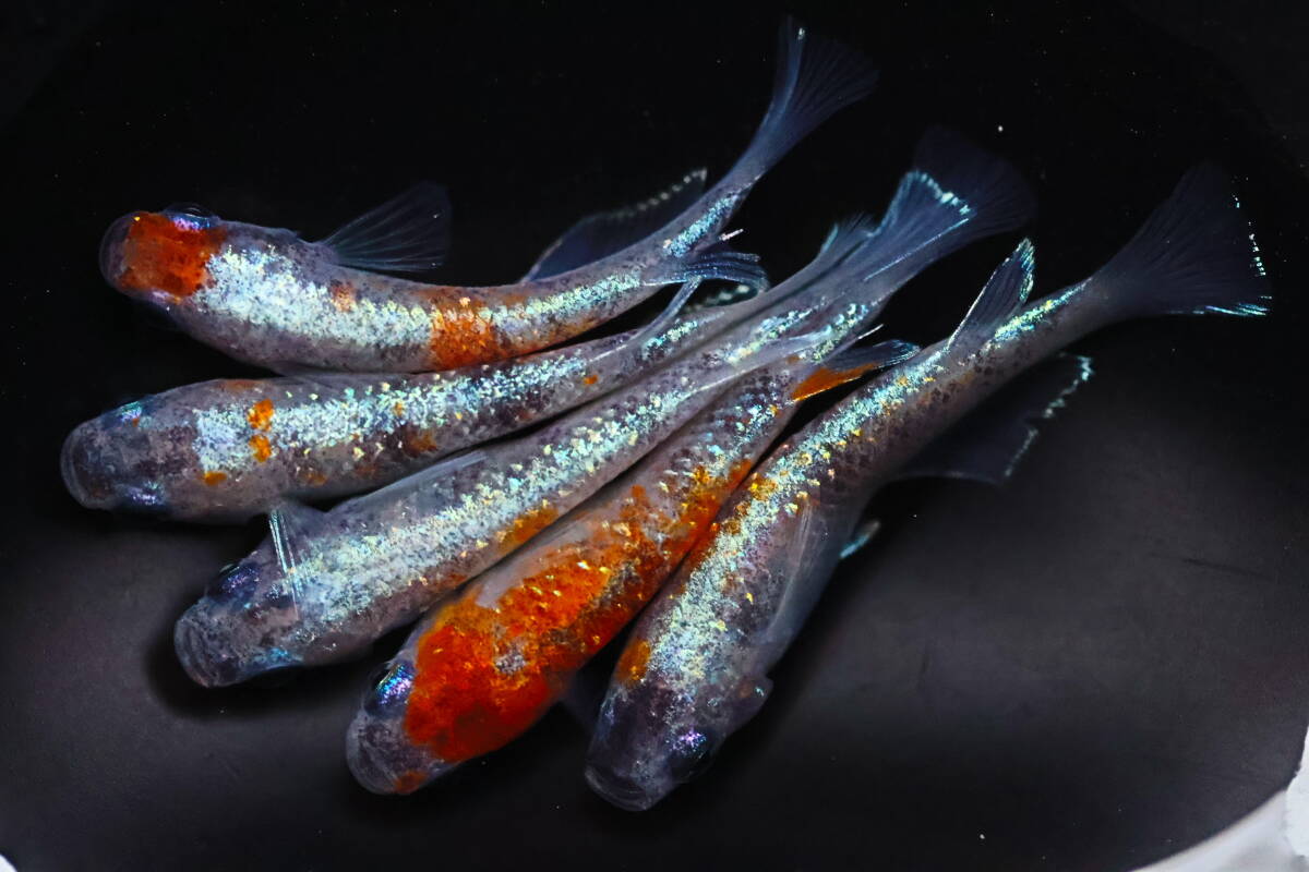 Yahoo!オークション - 丸長メダカ P48【 あんみつ （三色ラメ体外光W1-...