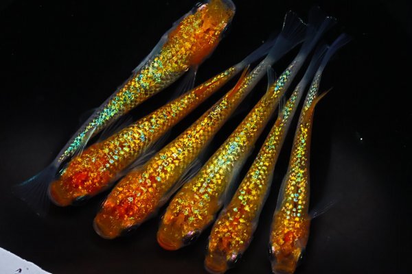 Yahoo!オークション - 丸長メダカ S44【 ラメ王 道三めだか様直系 種親...