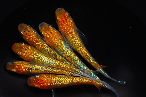 Yahoo!オークション - 丸長メダカ S44【 ラメ王 道三めだか様直系 種親...