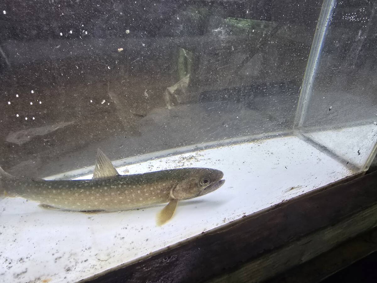 Yahoo!オークション - 北海道産 エゾイワナ(アメマス)25cm