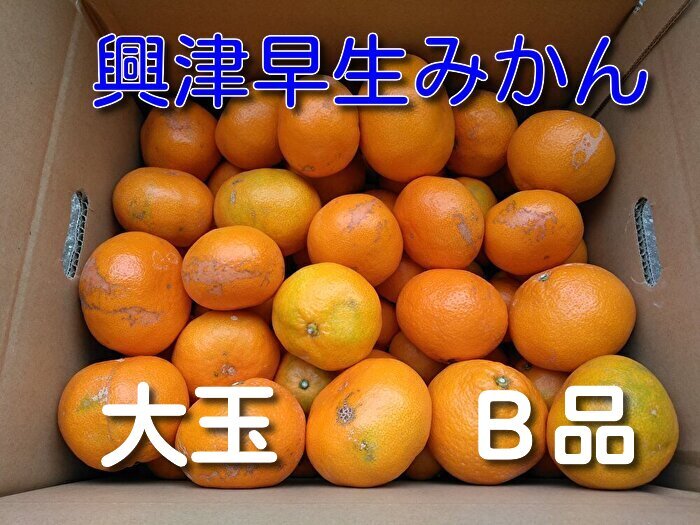 Yahoo!オークション - 訳あり 『興津早生』 10kg Lサイズ以上の大玉 ...