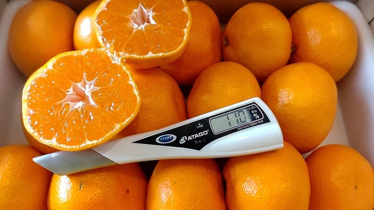 Yahoo!オークション - 2kg 和歌山 有田 プレミアム 田村みかん (Sサイ...