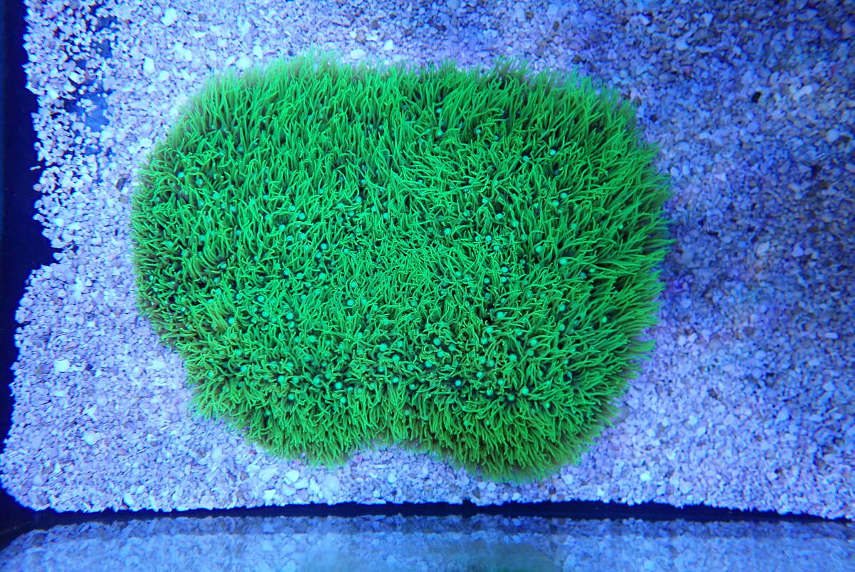 Yahoo!オークション - 【発送日限定あり】スターポリプ 石垣産 蛍光メ...