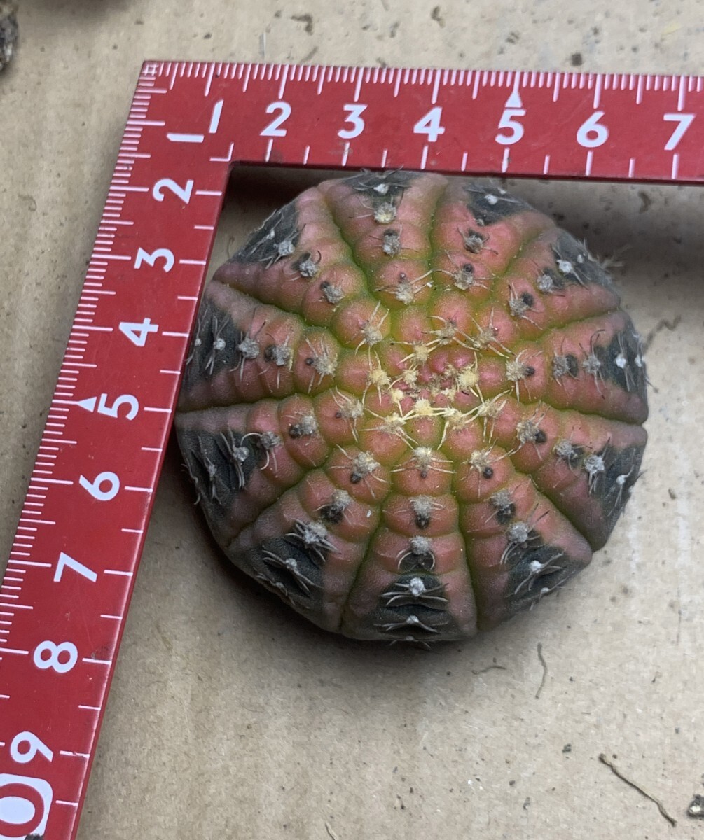 Yahoo!オークション - E104-105-106 多肉植物 サボテン ギムノカリキウ...