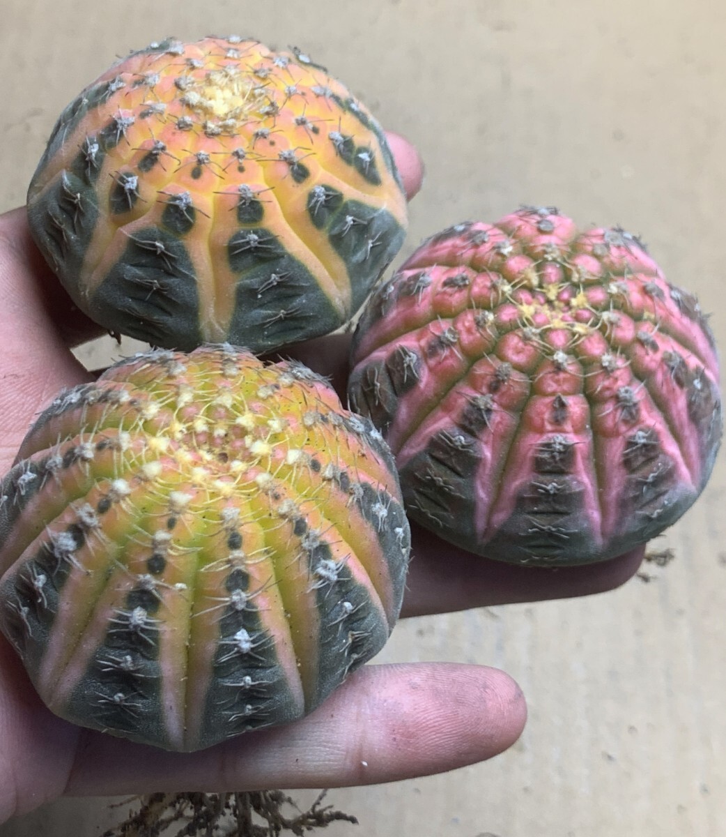 Yahoo!オークション - E107-108-109 多肉植物 サボテン ギムノカリキウ...