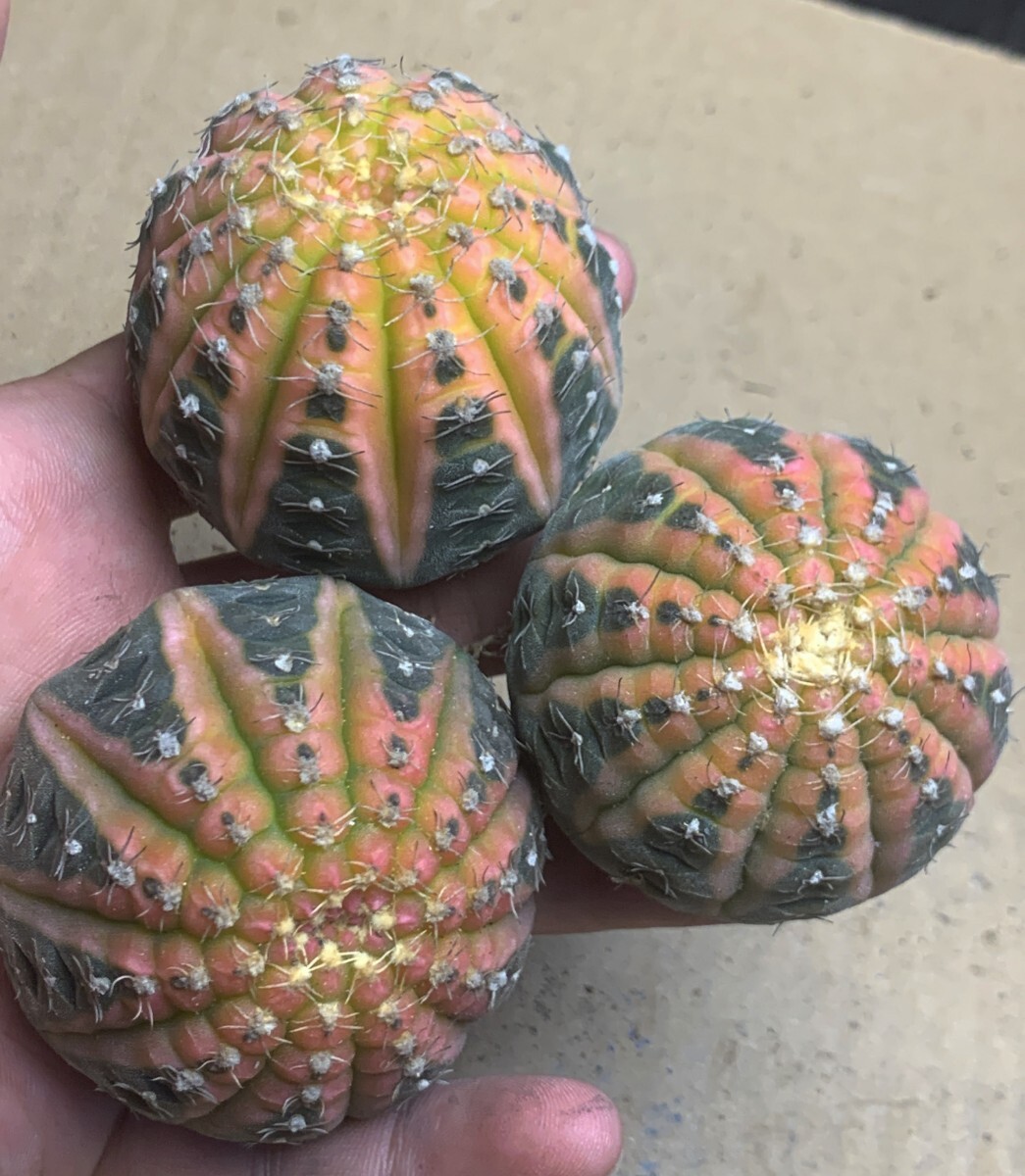 Yahoo!オークション - E104-105-106 多肉植物 サボテン ギムノカリキウ...