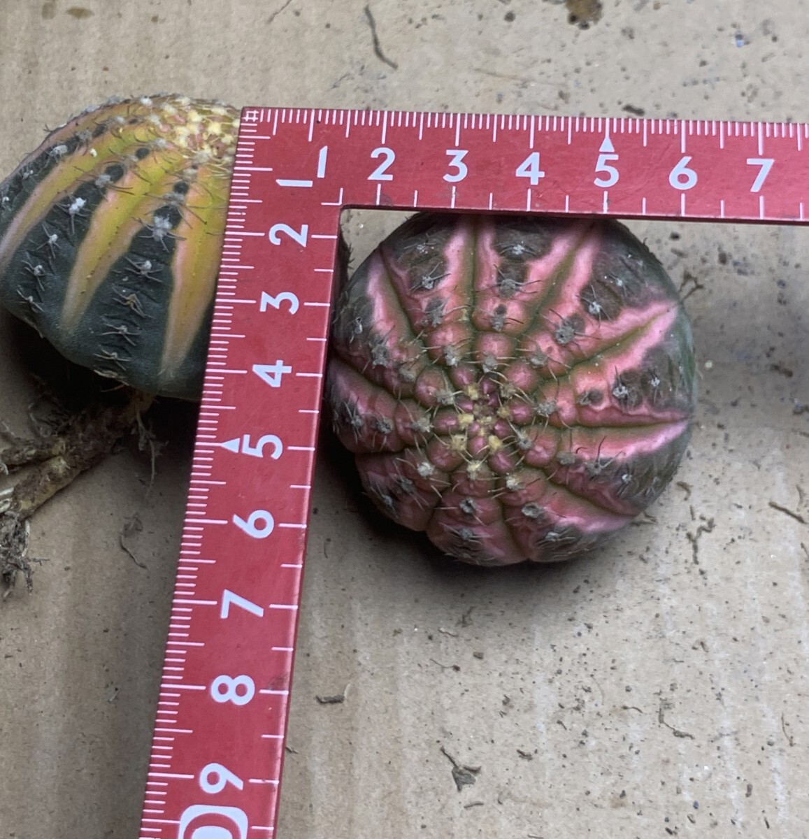 Yahoo!オークション - E107-108-109 多肉植物 サボテン ギムノカリキウ...