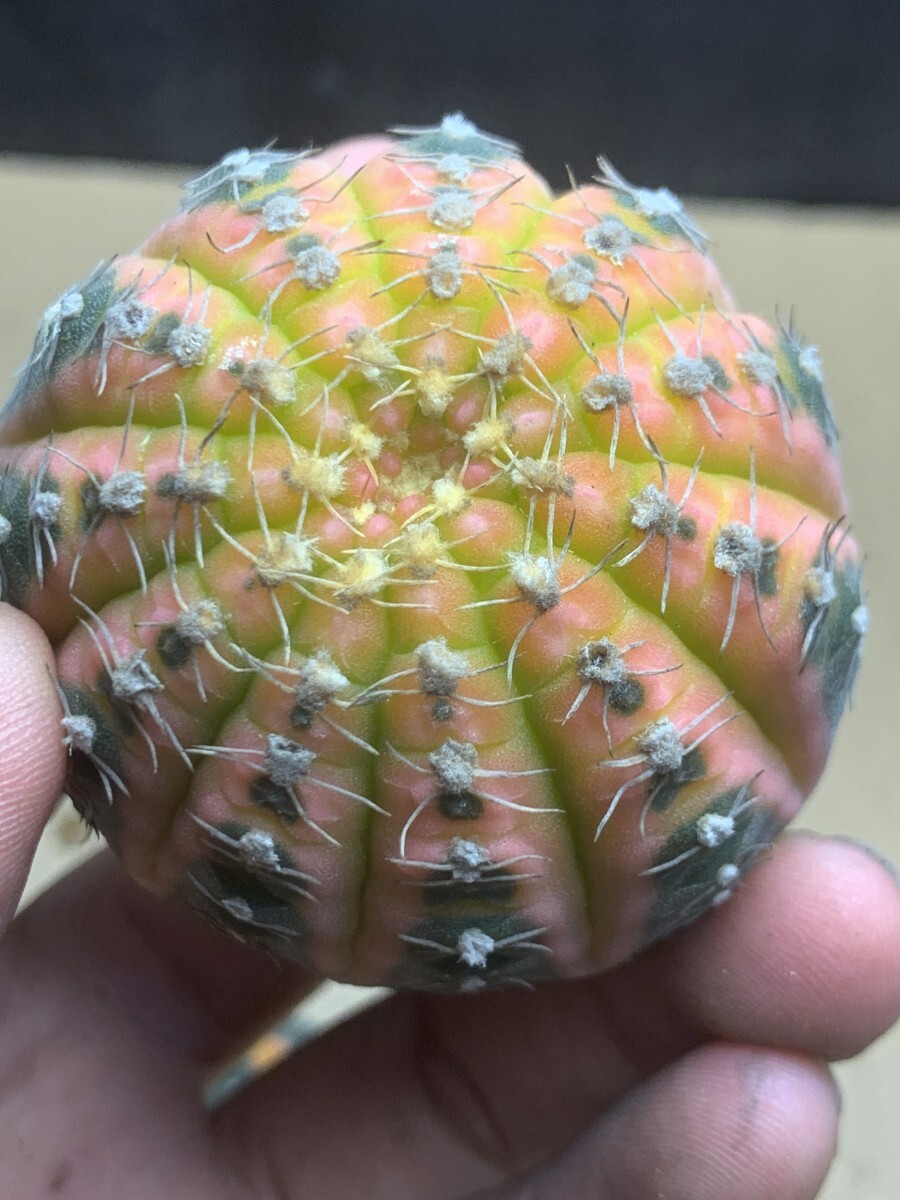 Yahoo!オークション - E104-105-106 多肉植物 サボテン ギムノカリキウ...