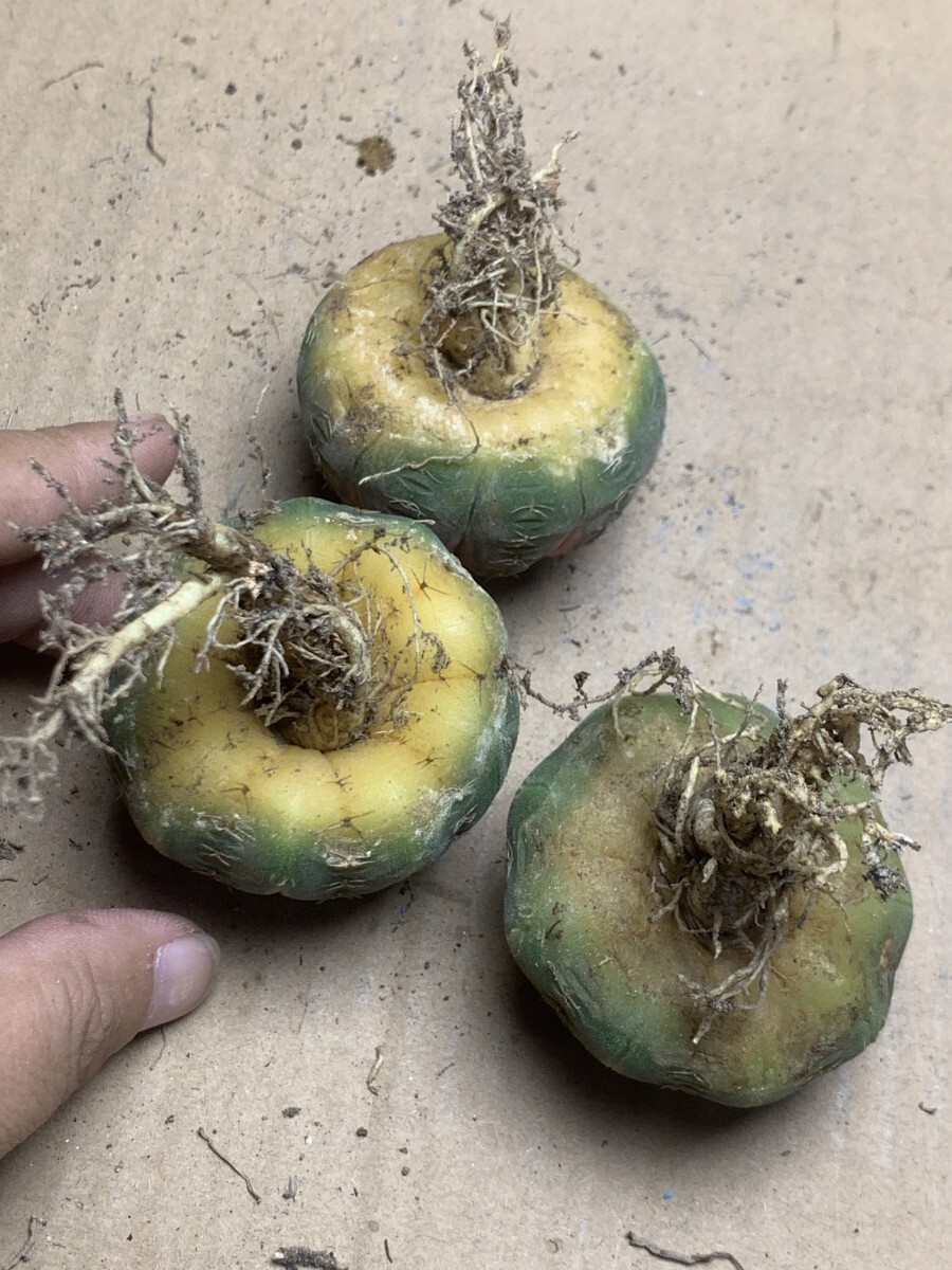 Yahoo!オークション - E107-108-109 多肉植物 サボテン ギムノカリキウ...