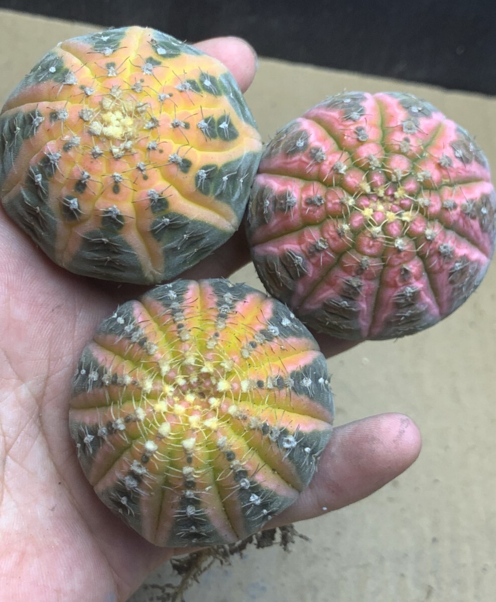 Yahoo!オークション - E107-108-109 多肉植物 サボテン ギムノカリキウ...