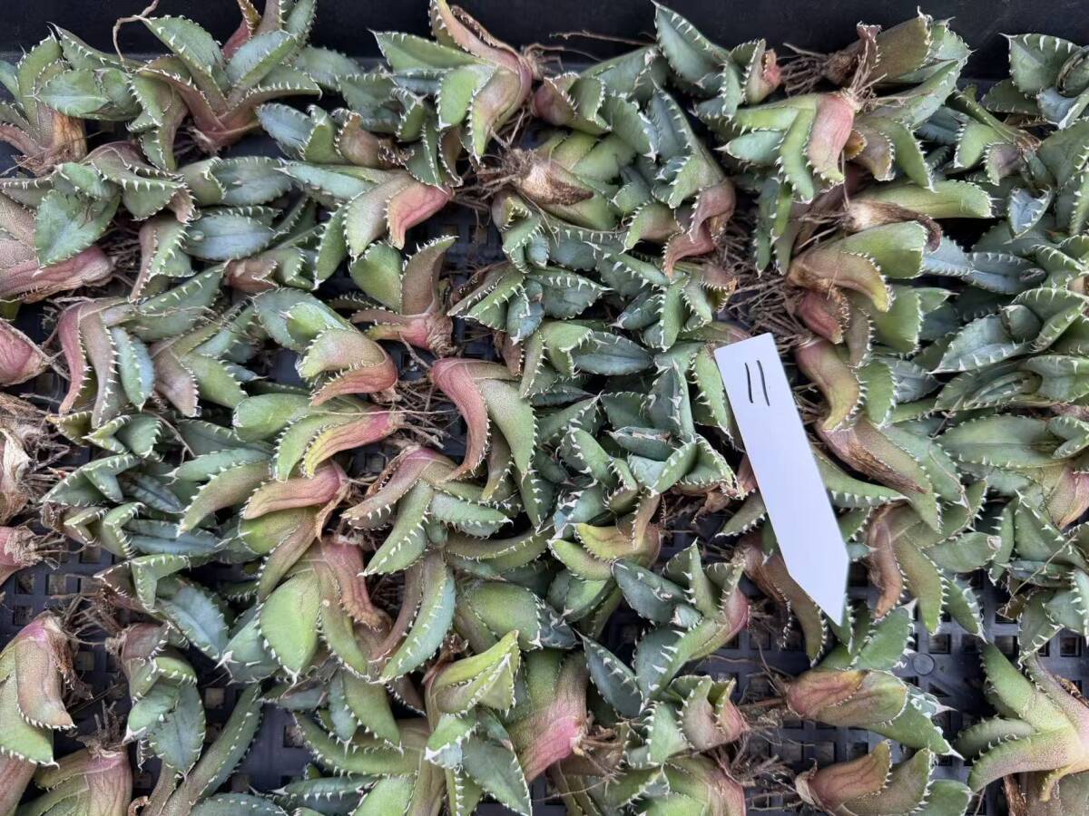 Yahoo!オークション - E-11-1多肉植物 アガベ チタノタ 狂刺夕映 強棘 ...