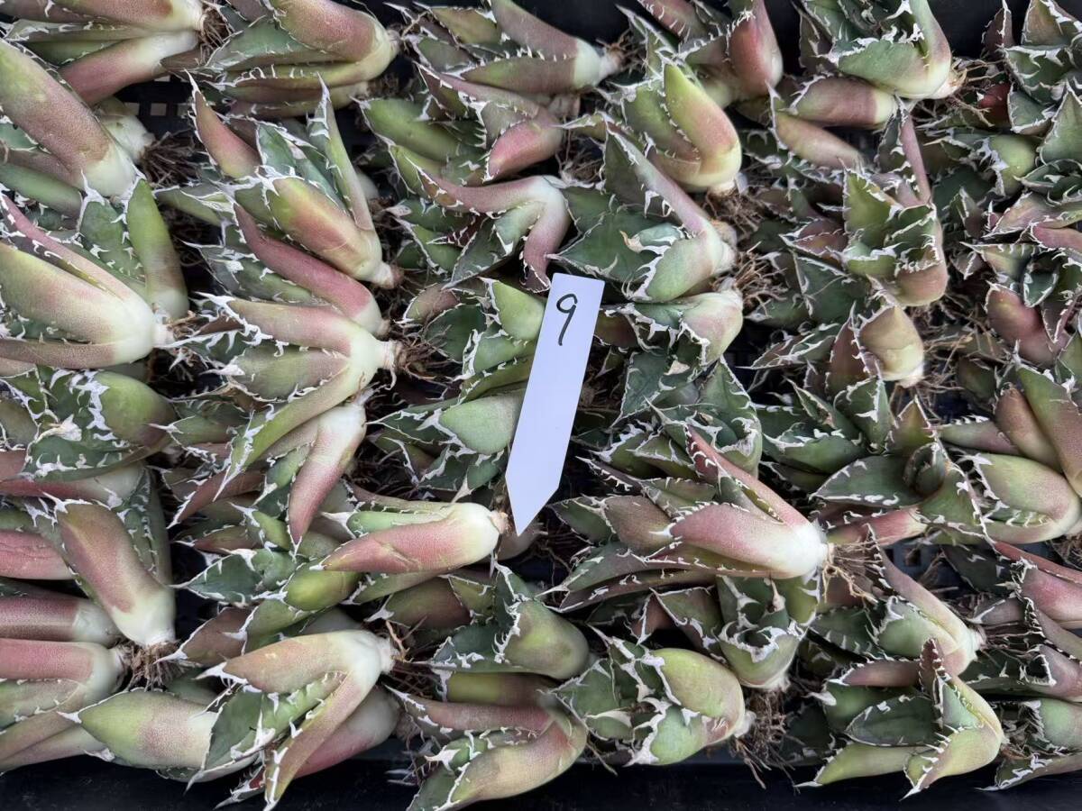 Yahoo!オークション - E-9-1多肉植物 アガベ チタノタ 凱撒 シーザー ...