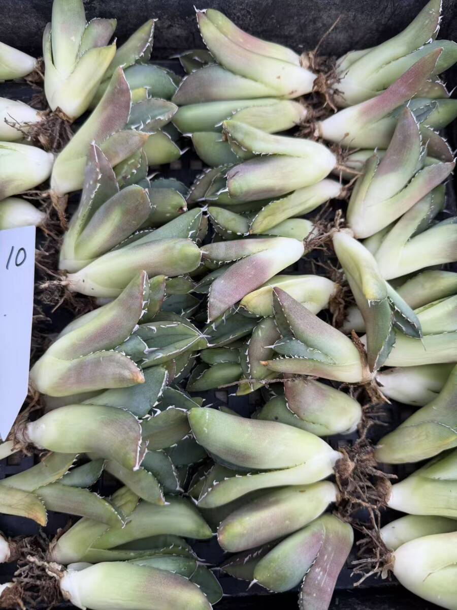 Yahoo!オークション - W-10-1多肉植物 アガベ ジャガーノート 純血 優...