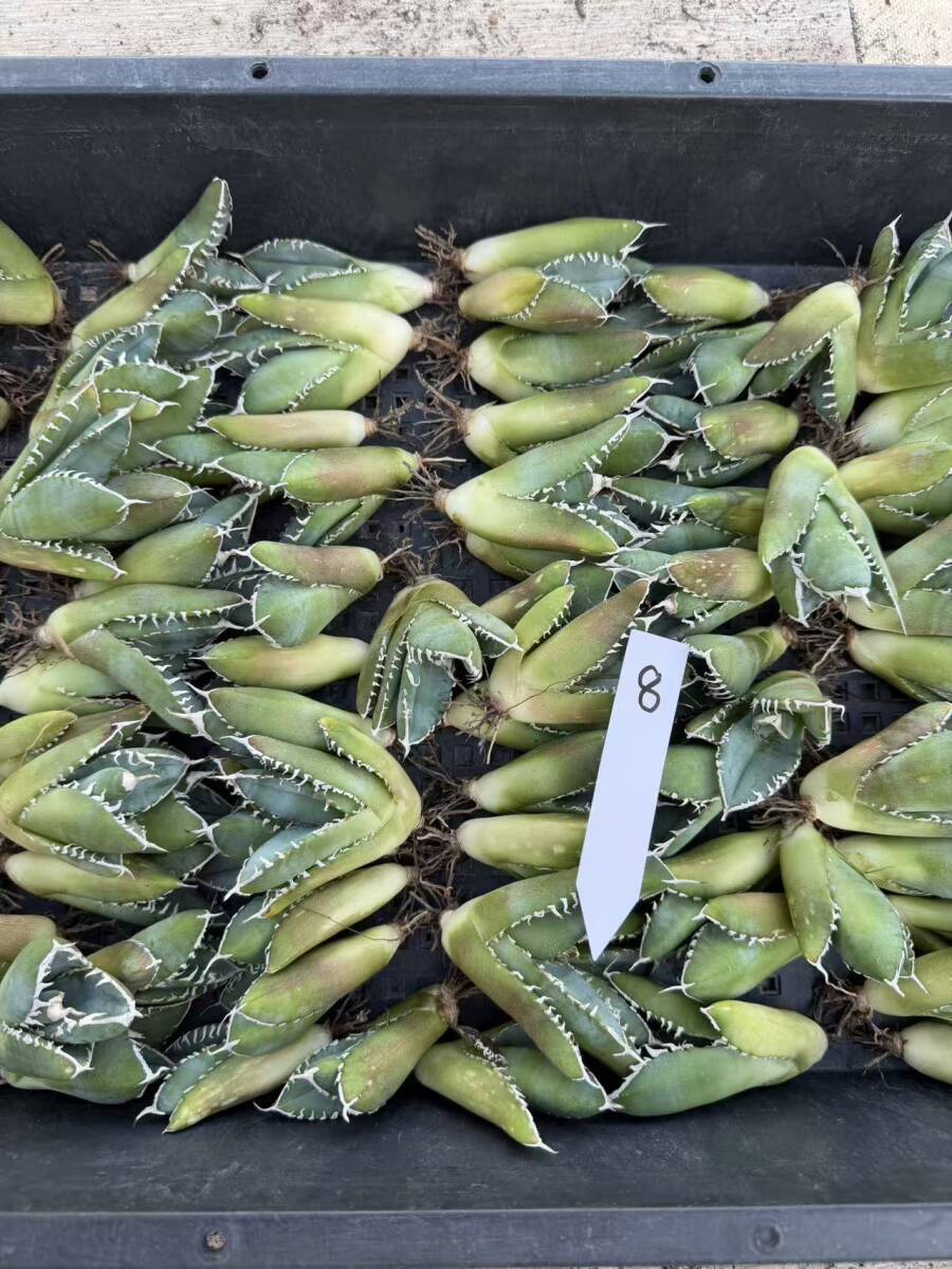 Yahoo!オークション - W-8-1多肉植物 アガベ チタノタ SAD 南アフリカ...