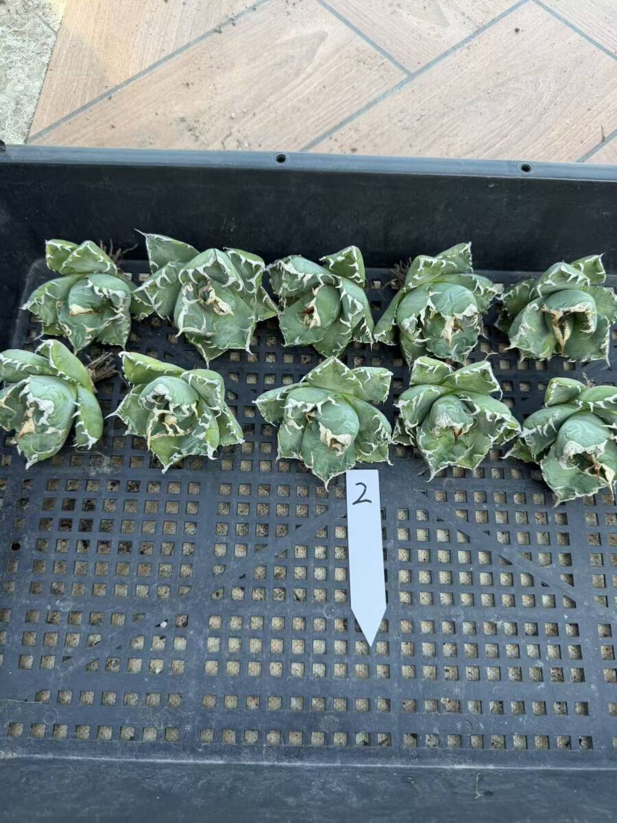 Yahoo!オークション - W-2-1 多肉植物 アガベ チタノタ 魔丸 陽炎 超強...