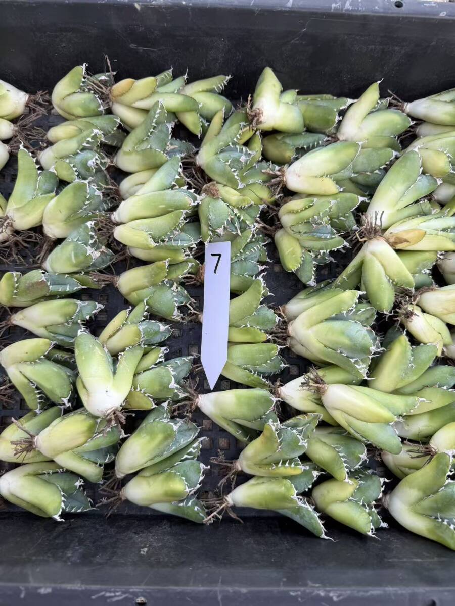 Yahoo!オークション - W-7-2多肉植物 アガベ チタノタ 魔丸 陽炎 超強...