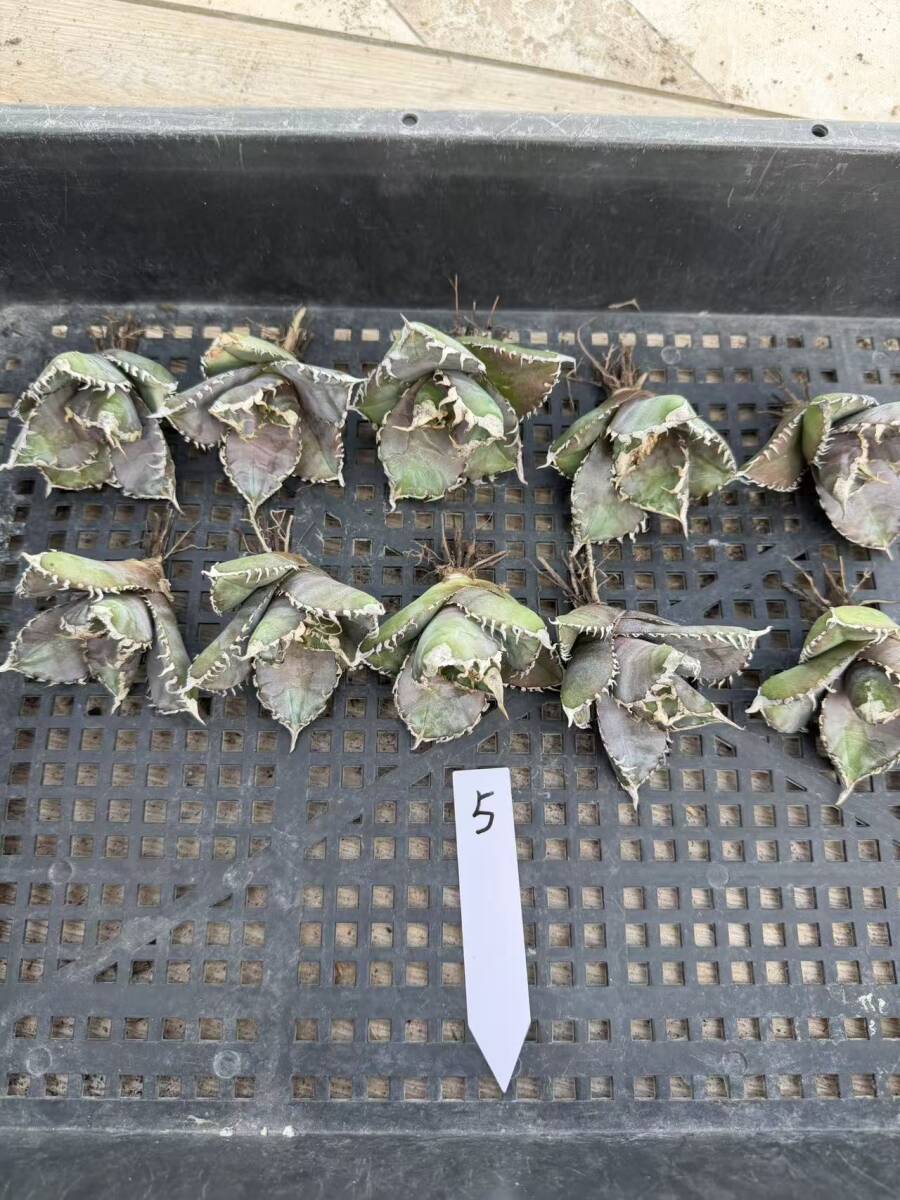 Yahoo!オークション - W-5-2多肉植物 アガベ チタノタ 金剛 優良血統 ...