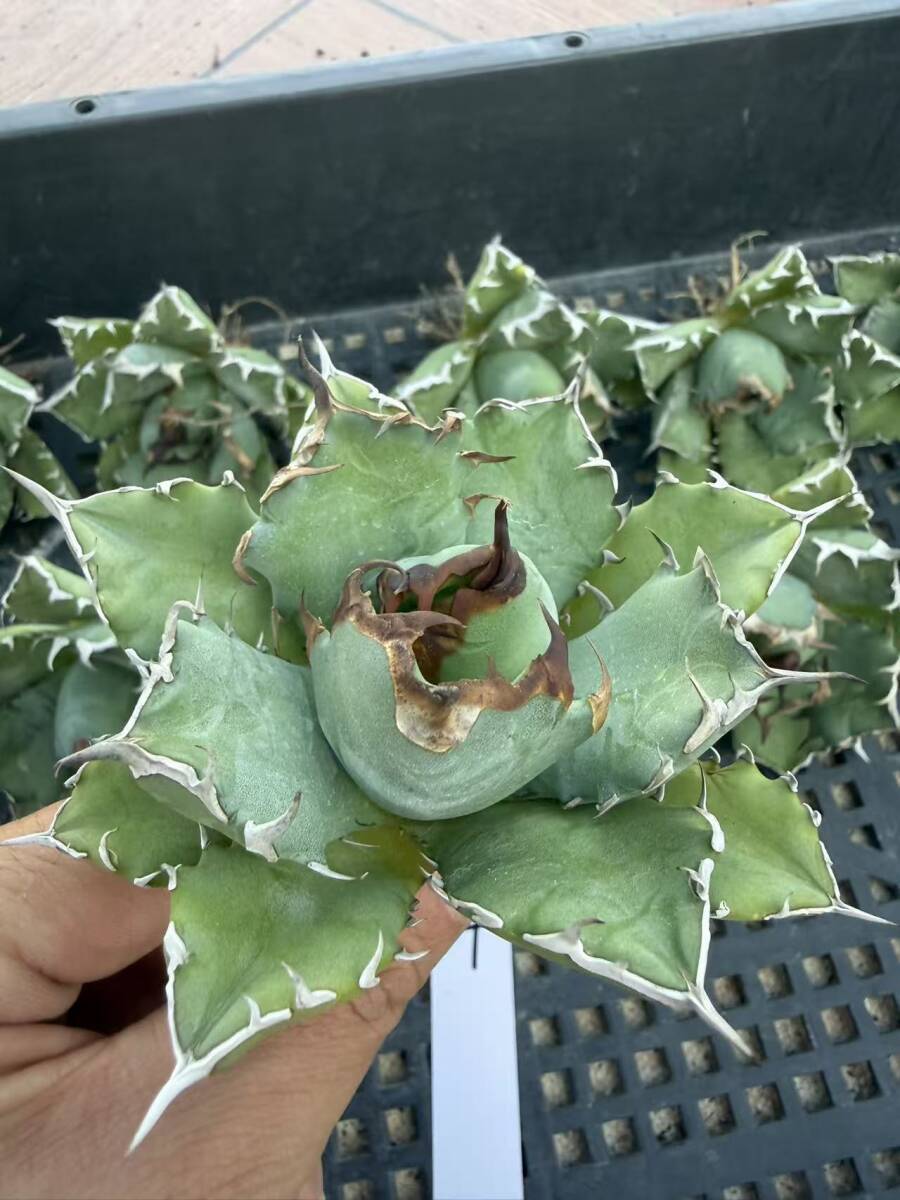 Yahoo!オークション - W-4-2多肉植物 アガベ チタノタ 姫巌竜 葉包矮小...