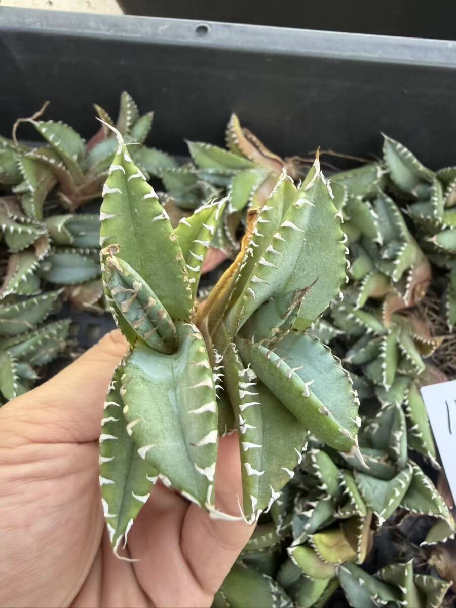 Yahoo!オークション - W-11-3多肉植物 アガベ チタノタ 狂刺夕映 強棘 ...