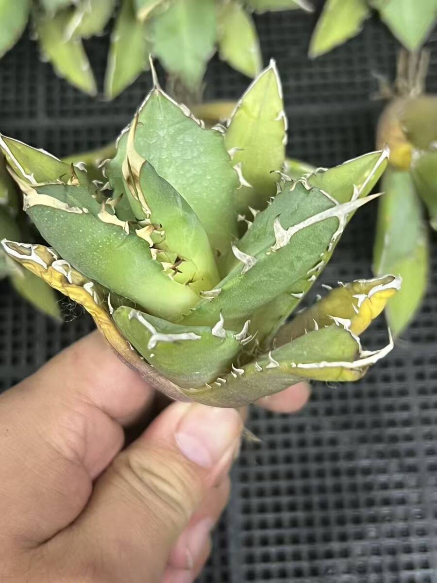 Yahoo!オークション - Z-15-4【瀧將plant】 多肉植物 アガベ チタノタ ...