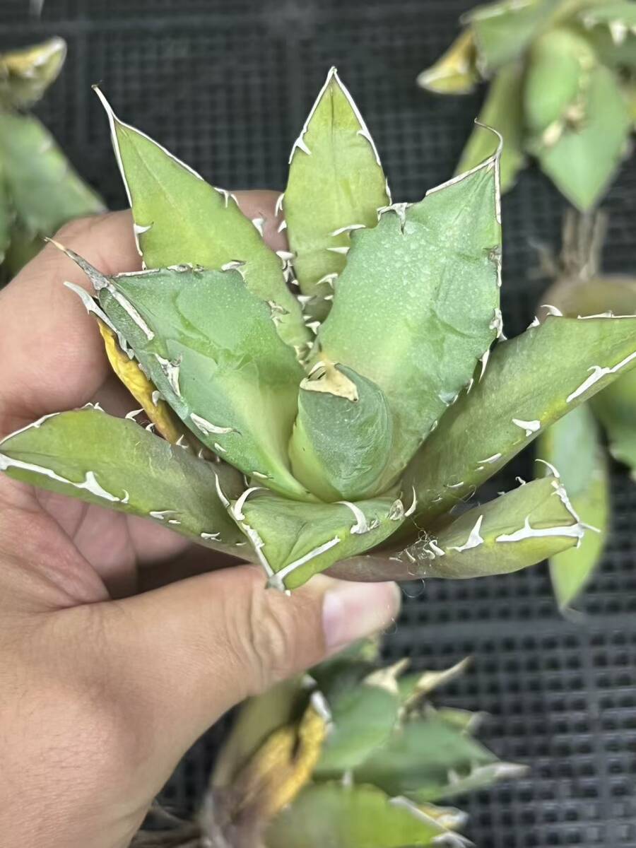 Yahoo!オークション - Z-15-4【瀧將plant】 多肉植物 アガベ チタノタ ...