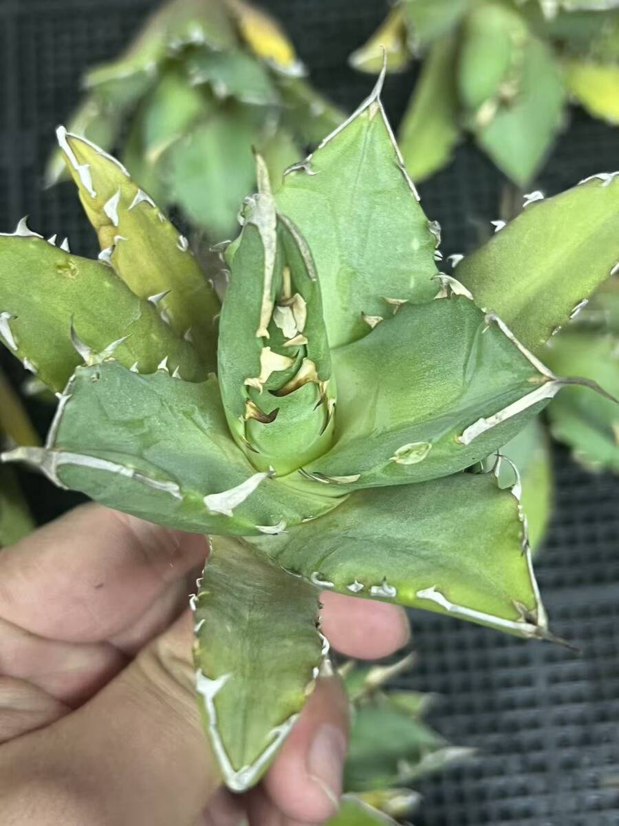 Yahoo!オークション - Z-15-4【瀧將plant】 多肉植物 アガベ チタノタ ...