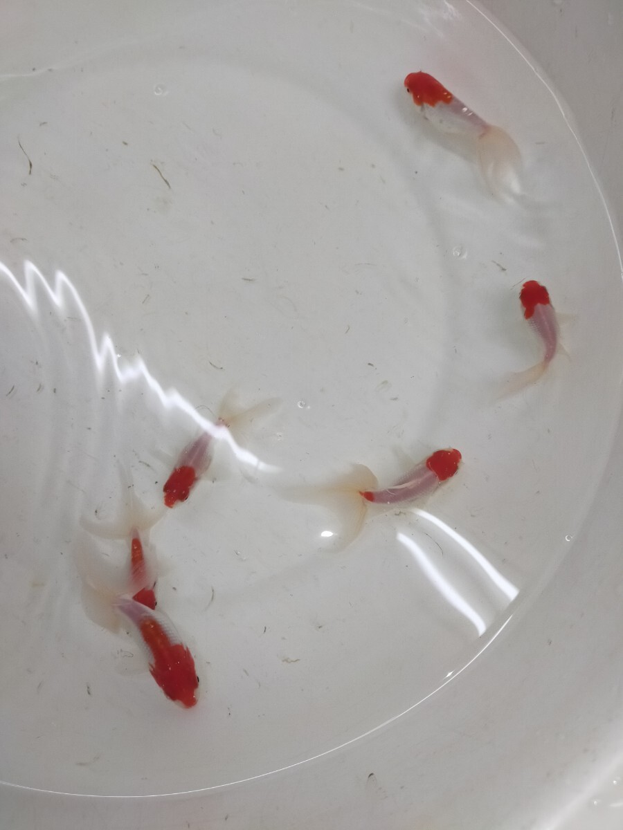 Yahoo!オークション - 希少 鵞頭紅 6匹 ハネ物 ガトウコウ