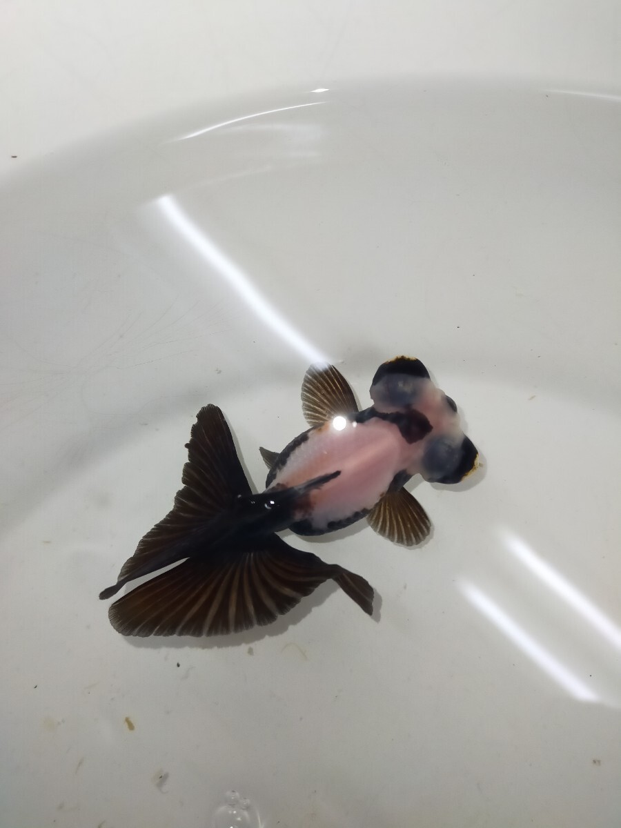 Yahoo!オークション - 上物 丸手 パンダ蝶尾 中国産