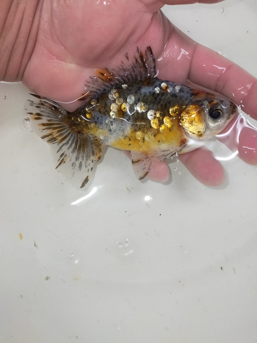 Yahoo!オークション - 五色 江戸地金 志村産