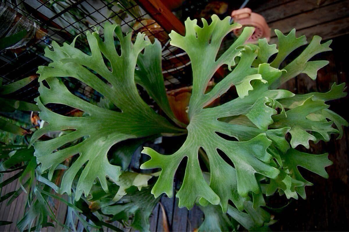 Yahoo!オークション - 名品 Fujin Platycerium ビカクシダ コウモリラ...