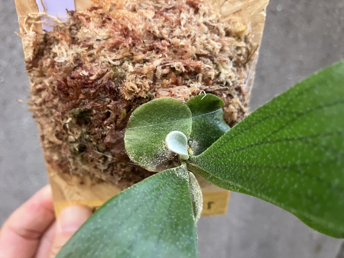 Yahoo!オークション - 名品 Fujin Platycerium ビカクシダ コウモリラ...