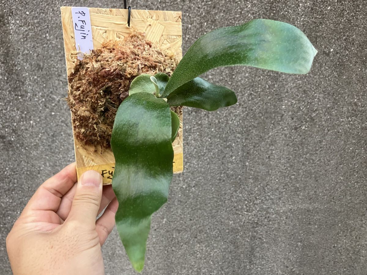 Yahoo!オークション - 名品 Fujin Platycerium ビカクシダ コウモリラ...