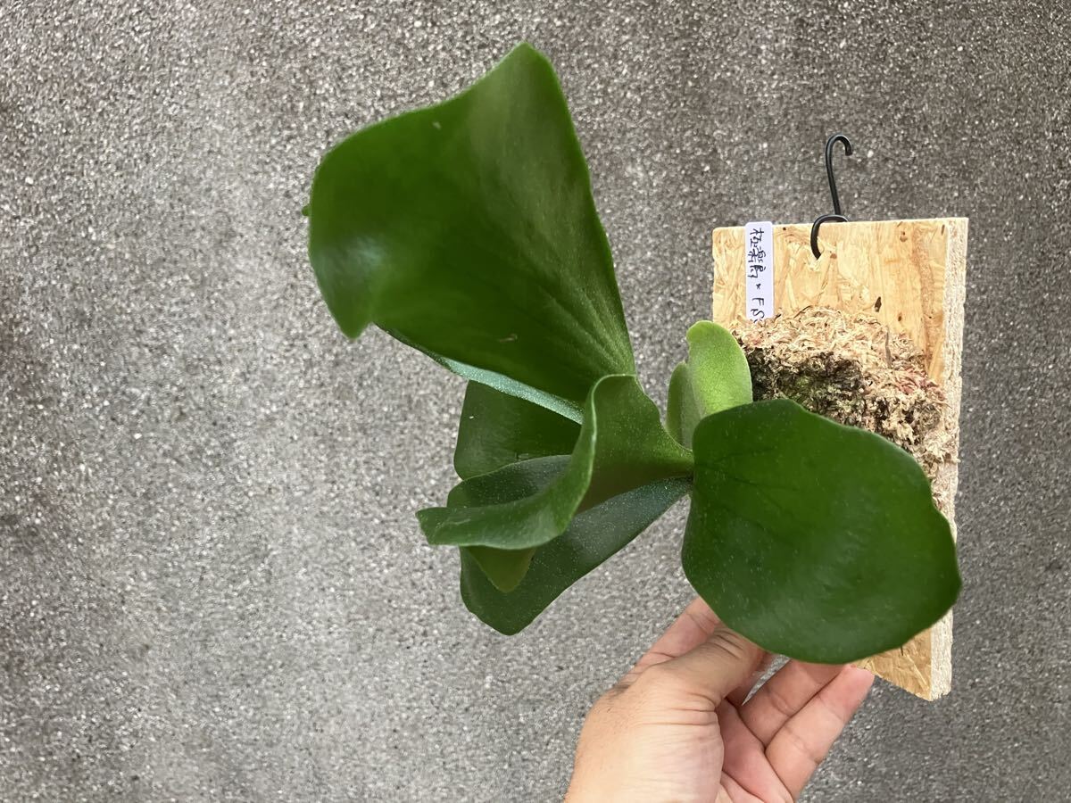 Yahoo!オークション - オススメ 極楽鳥 x FSQ my spore culture 自家...