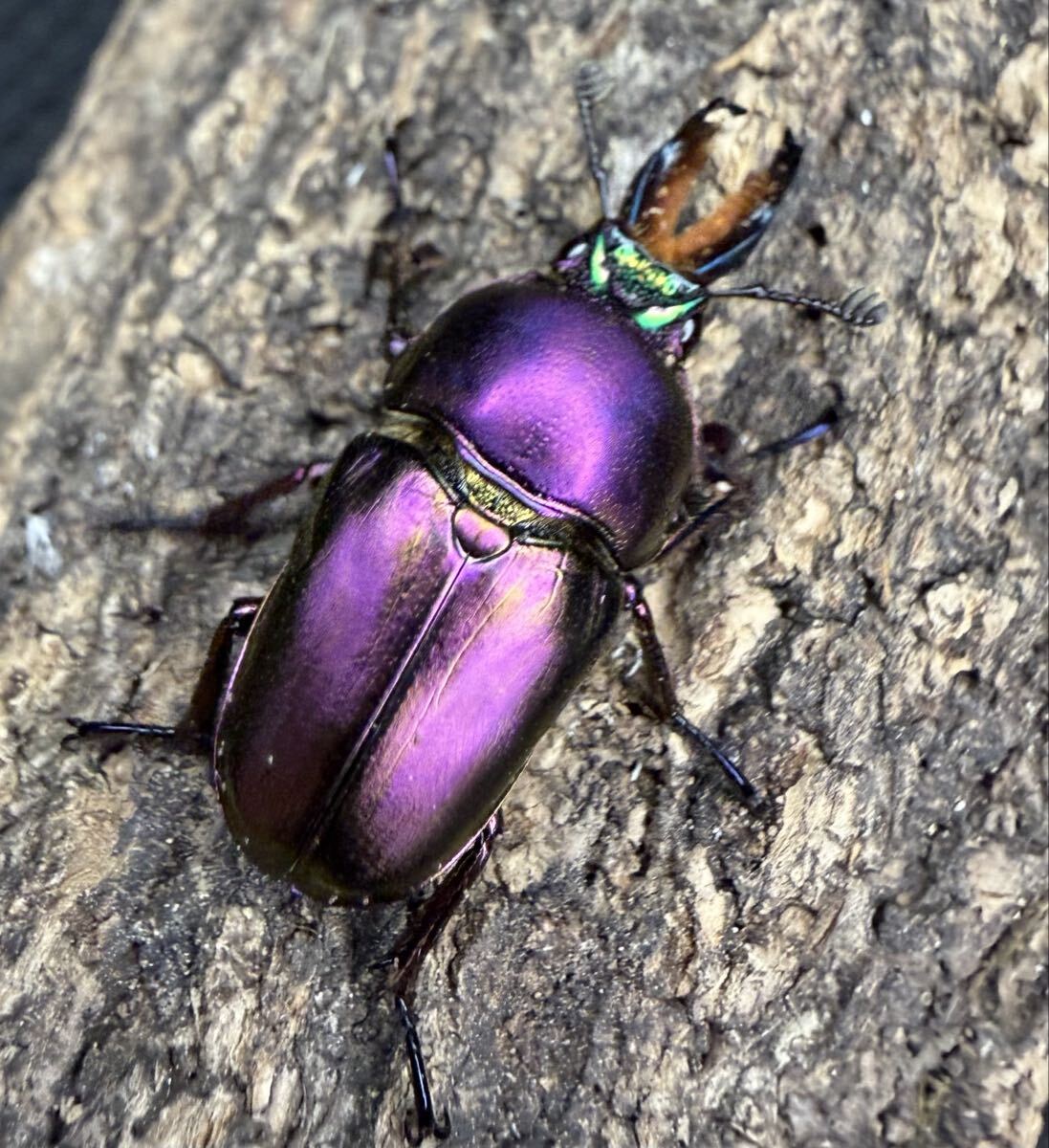 Yahoo!オークション - パプアキンイロクワガタ オス23mm マジョーラ