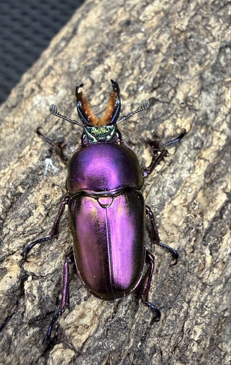 Yahoo!オークション - パプアキンイロクワガタ オス23mm マジョーラ