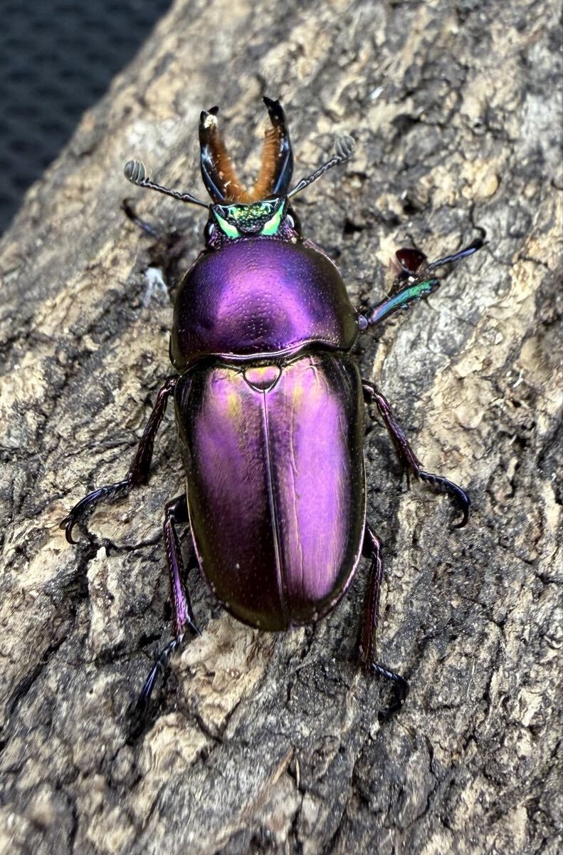 Yahoo!オークション - パプアキンイロクワガタ オス23mm マジョーラ