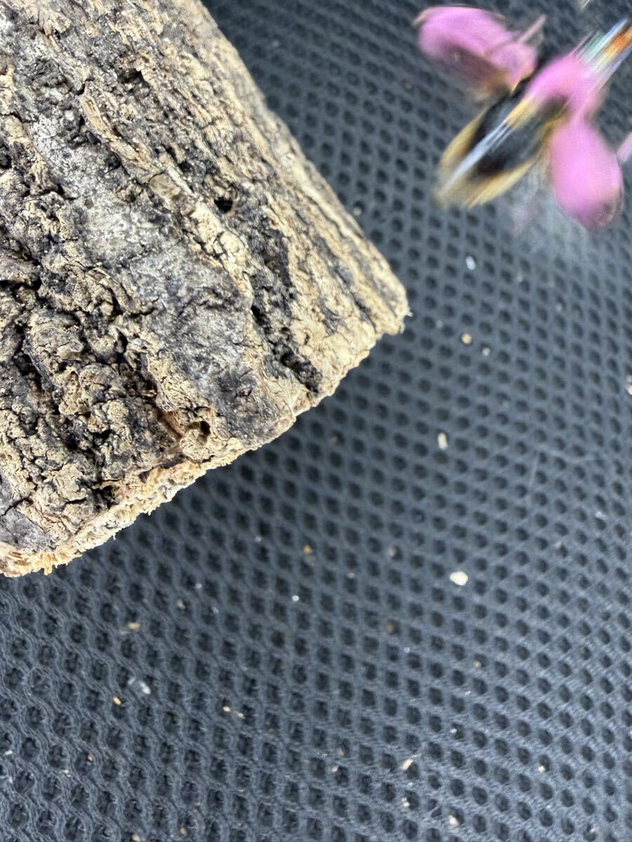 Yahoo!オークション - パプアキンイロクワガタ オス23mm マジョーラ