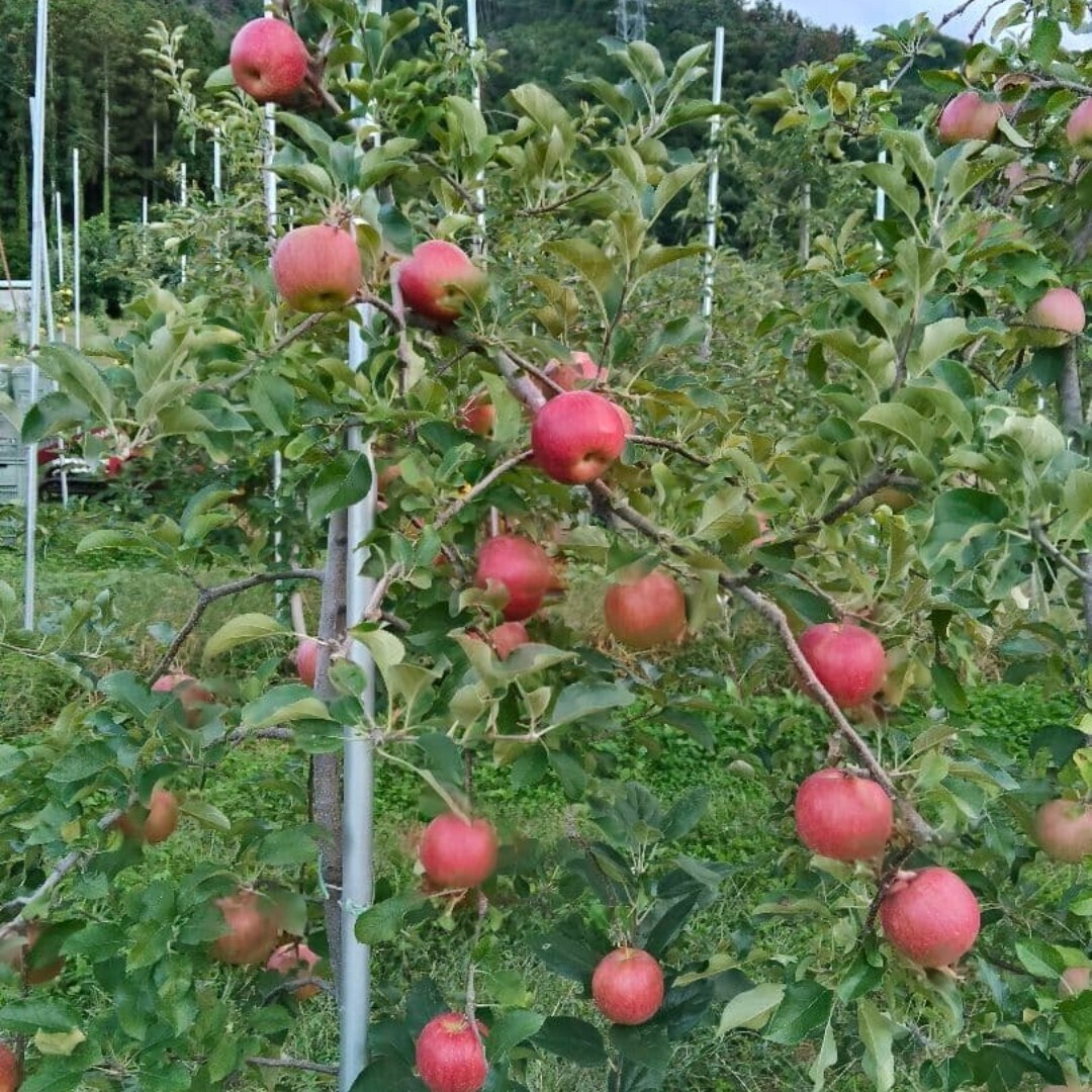 Yahoo!オークション - 【小玉りんご 2.5kg】サンふじ フジ りんご 林檎...