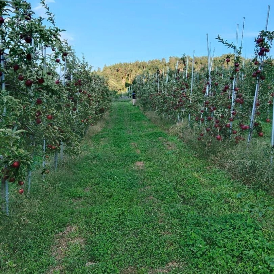 Yahoo!オークション - 【小玉りんご 2.5kg】サンふじ フジ りんご 林檎...