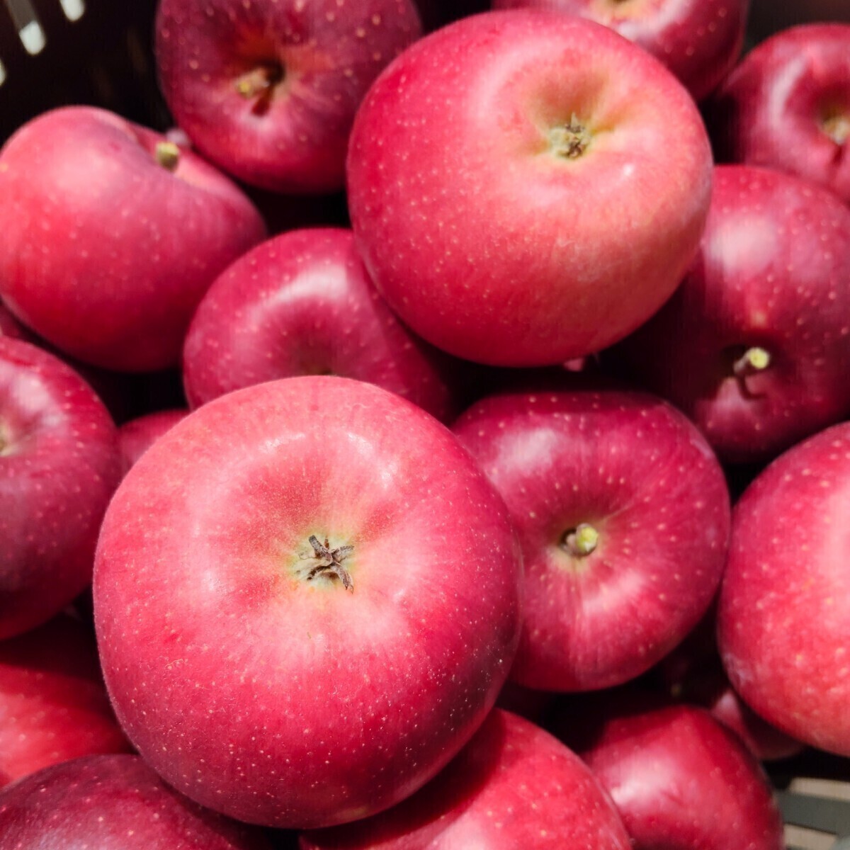 Yahoo!オークション - 【稀少品種】【小玉りんご 4kg】シナノホッペ り...