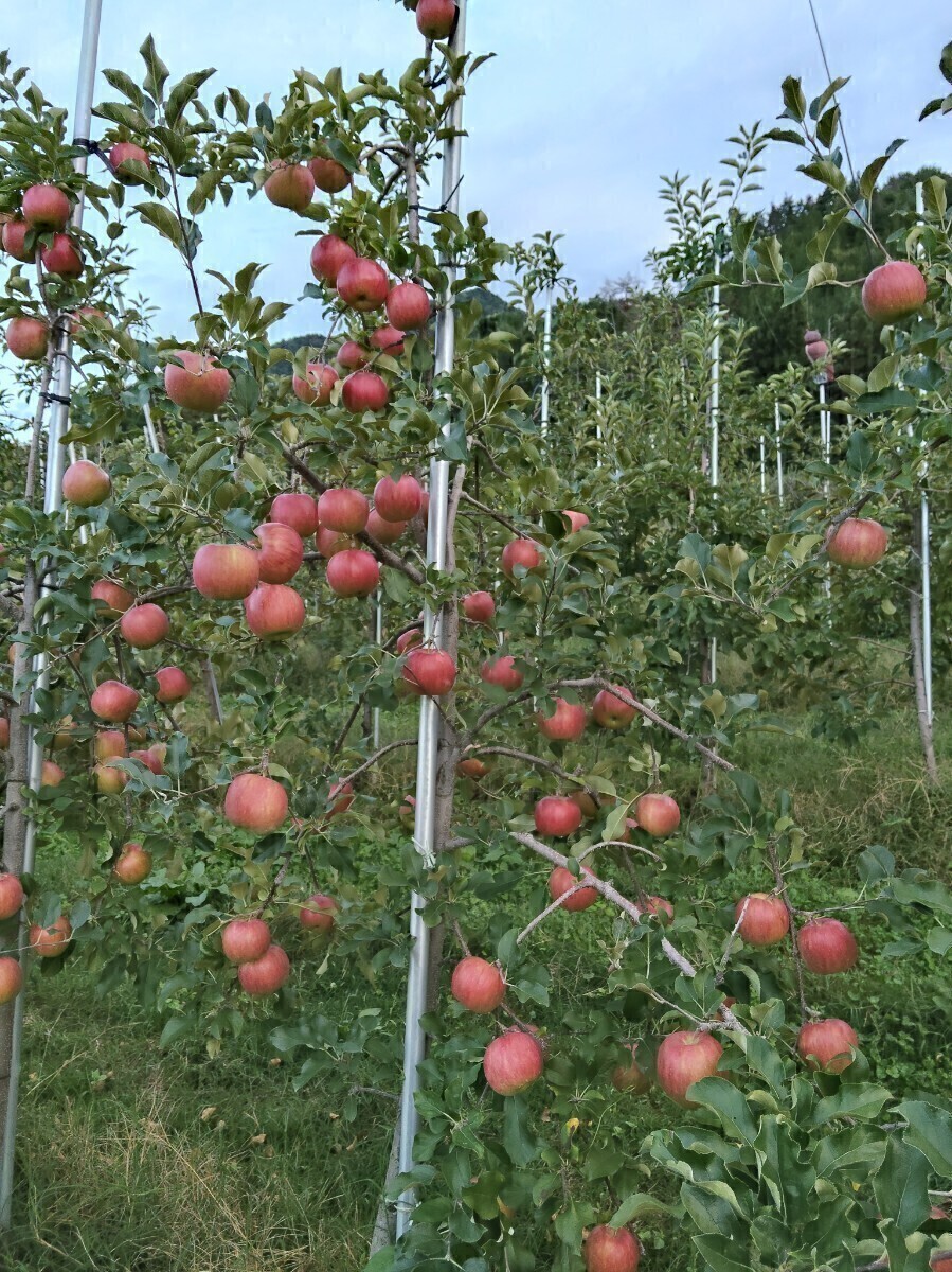 Yahoo!オークション - 【稀少品種】【小玉りんご 4kg】シナノホッペ り...