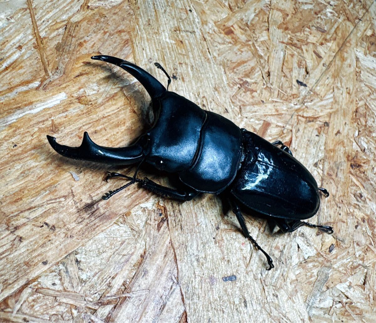 Yahoo!オークション - 『M129』パリーオオクワガタ(スラウェシ島 パロ...